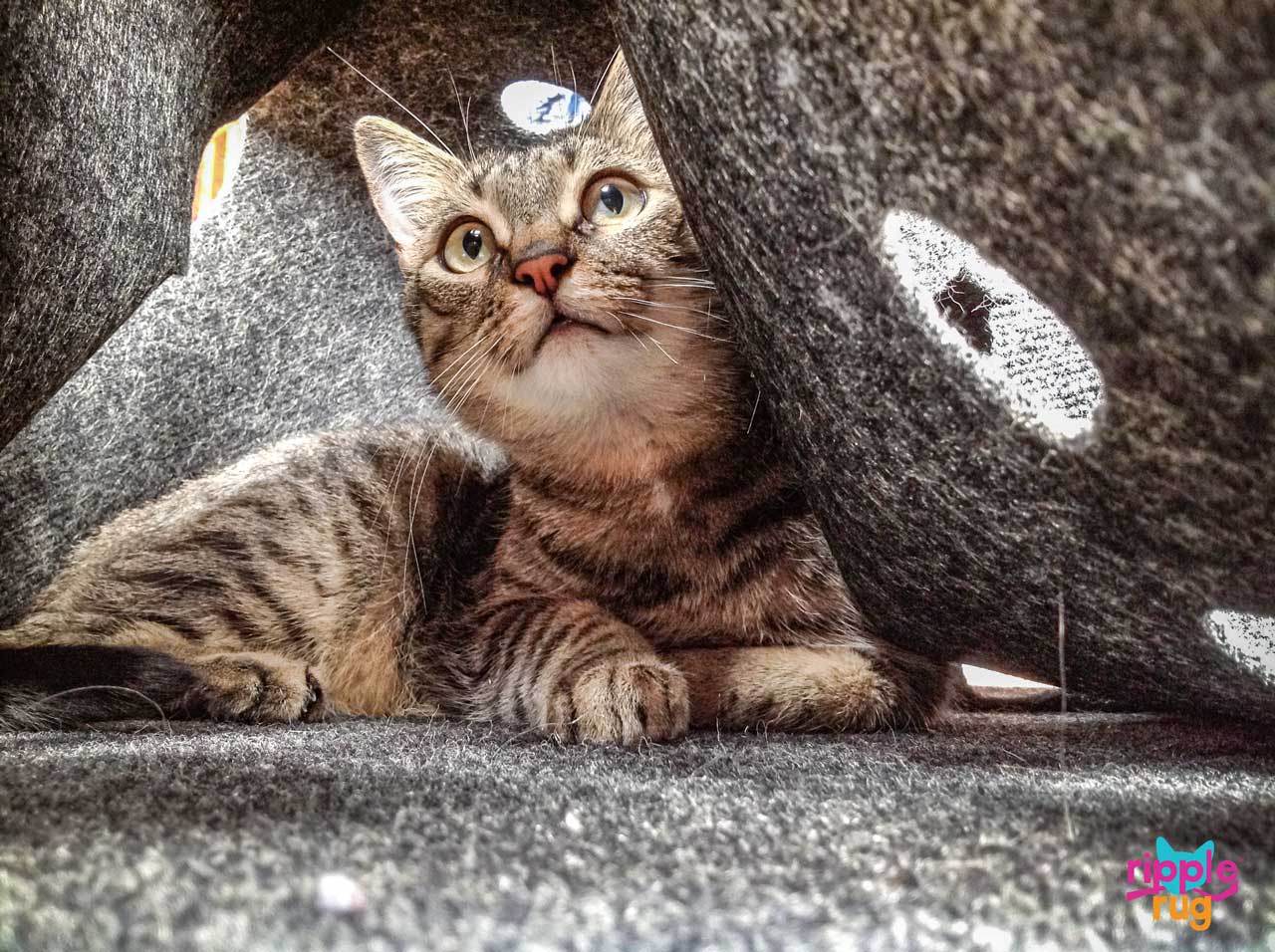 The Ripple Rug - Cat Activity Mat - Made In the USA – THE RIPPLE RUG